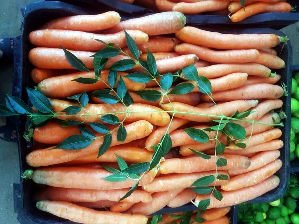 Carrots for Export – VFood Industries LTD