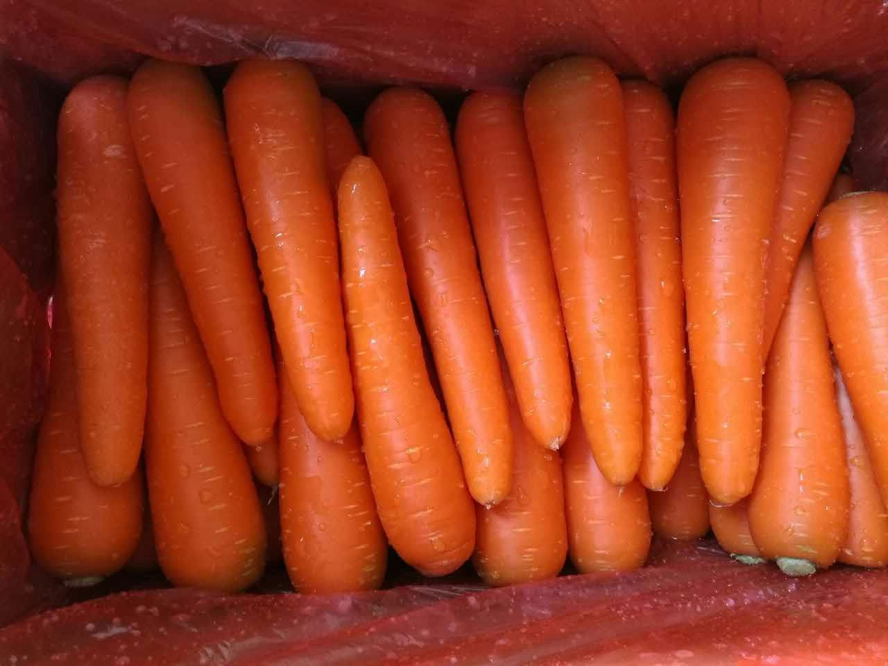 Carrots for Export – VFood Industries LTD